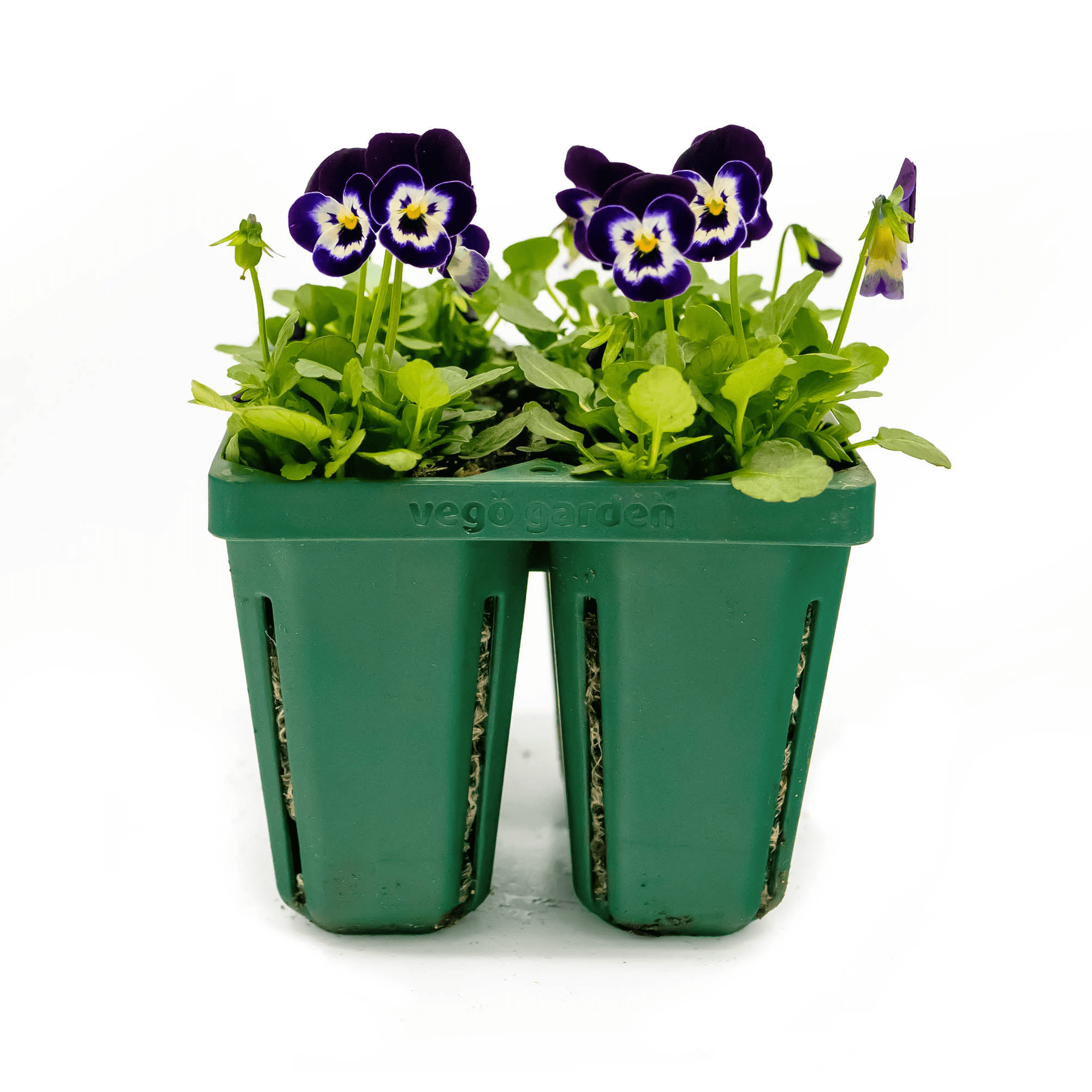 Vego Garden 32 Pack Jumbo Seedling Trays Seed Reusable Propagator ...