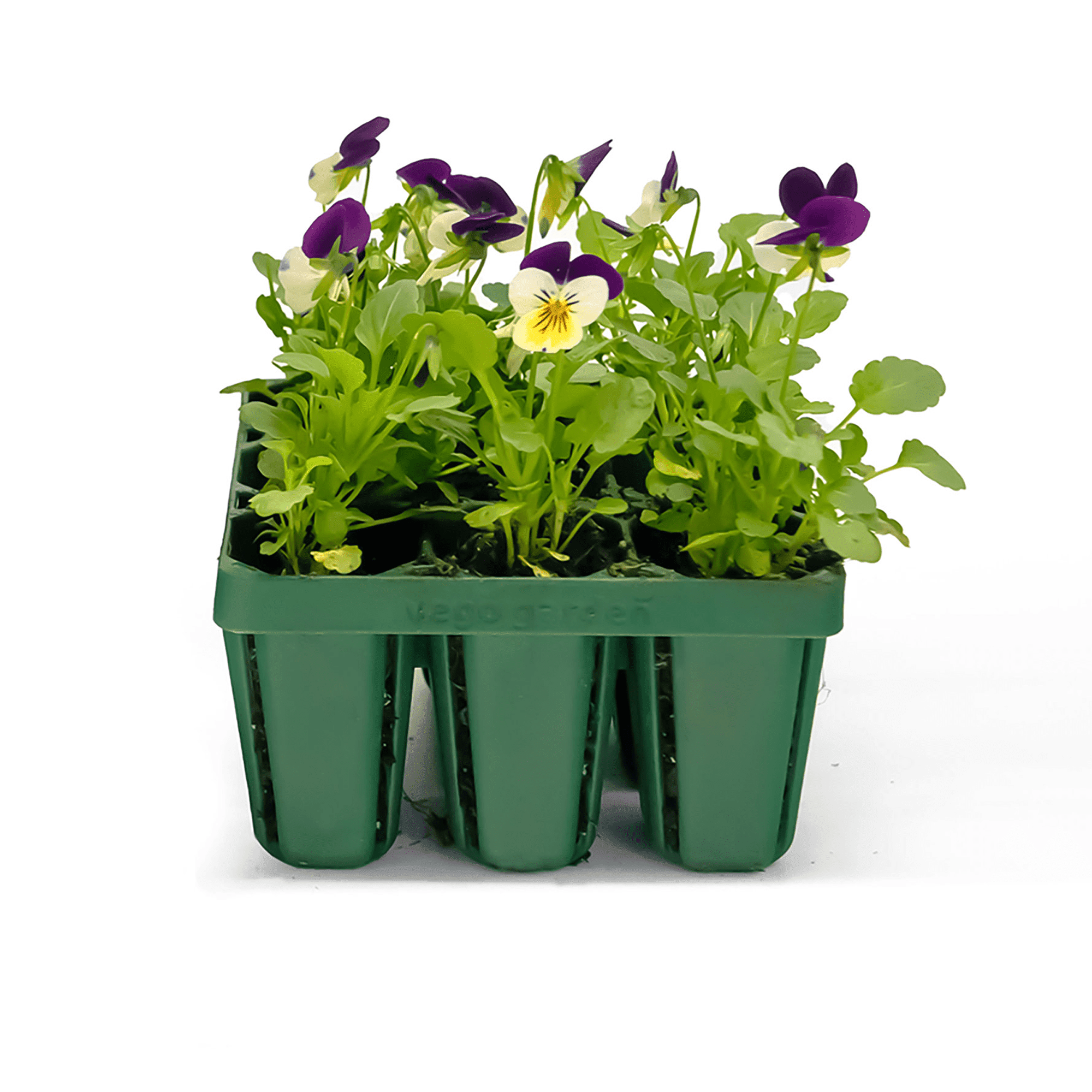 Vego Garden 8 Pack Standard Seedling Trays for Seedlings Reusable ...