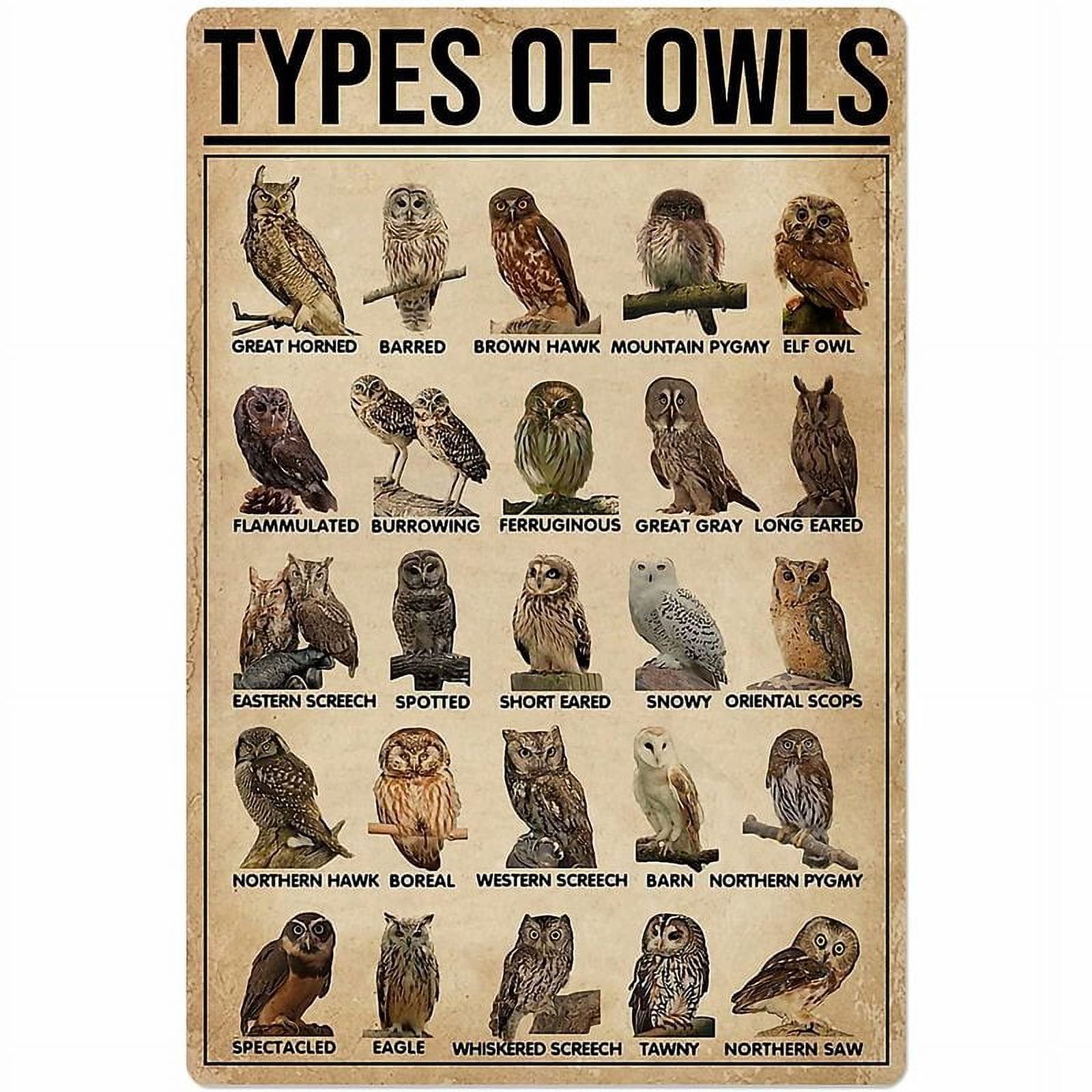 Veidsuh Types of Owls Metal Tin Sign Poster School Club Home Kitchen ...