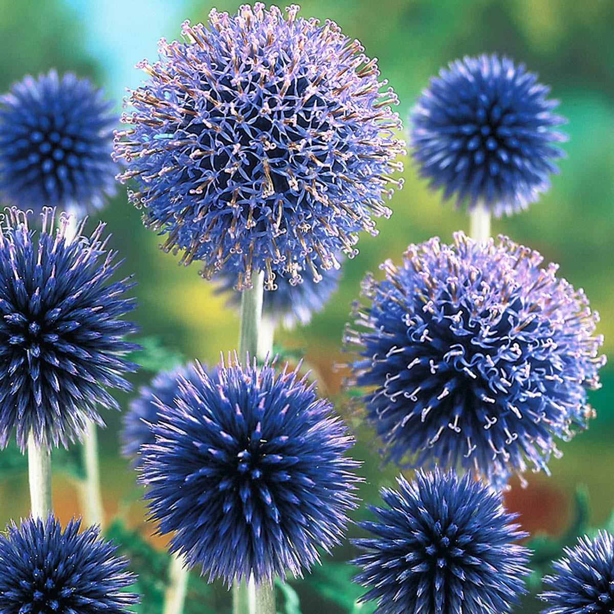 Veitch's Blue Flowering Globe Thistle Echinops Dormant Bare Root ...