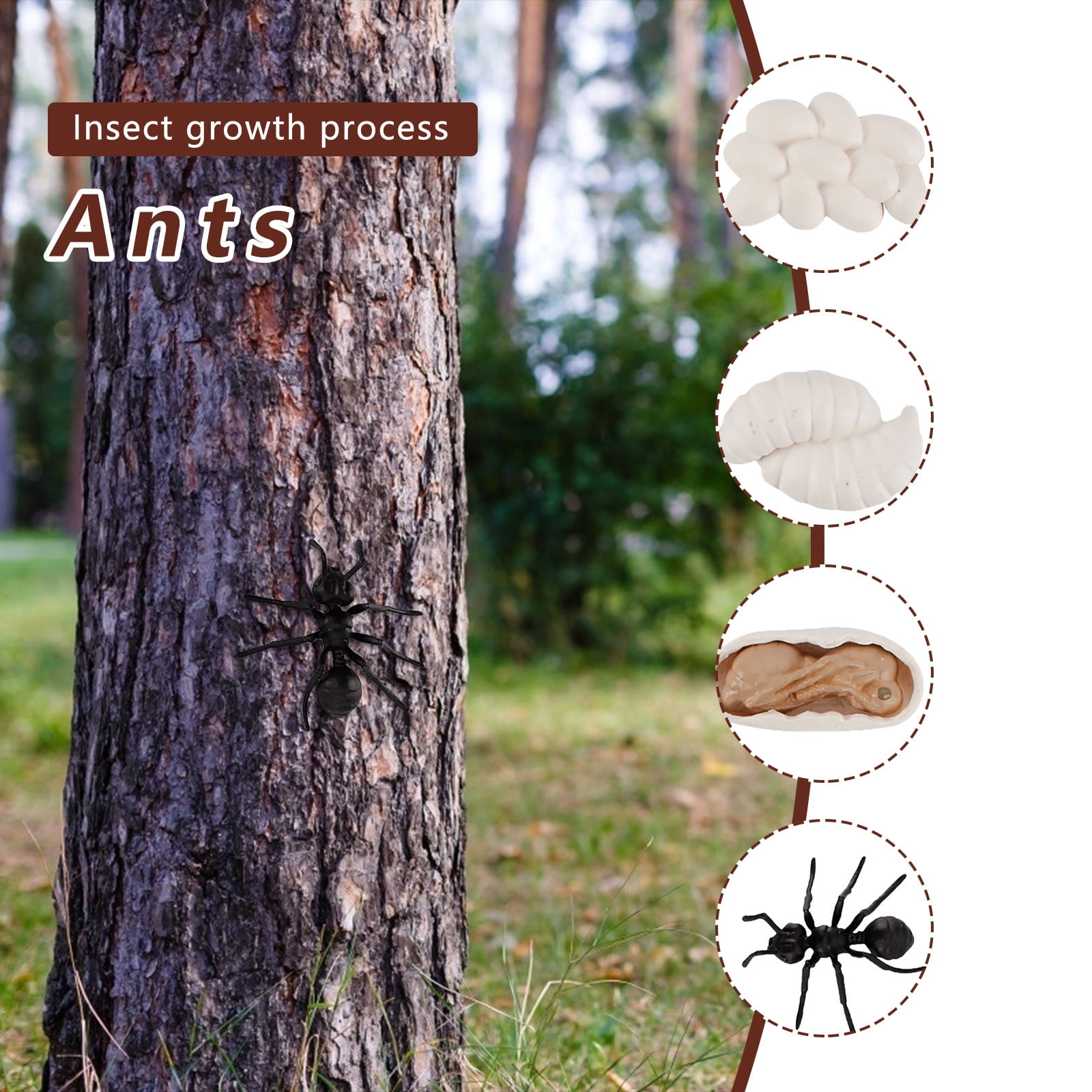 Vekome 4 Piece Insect Figure Life Cycle Plastic Brood To Period ...