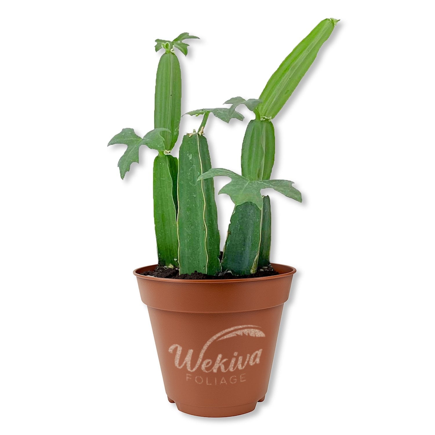 Veldt Grape Plant - 4 Live Starter Plants - Cissus Quadrangularis ...