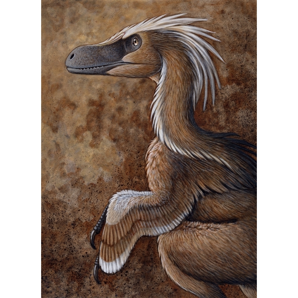 Velociraptor a dromaeosaurid dinosaur of the Cretaceous Period Poster ...