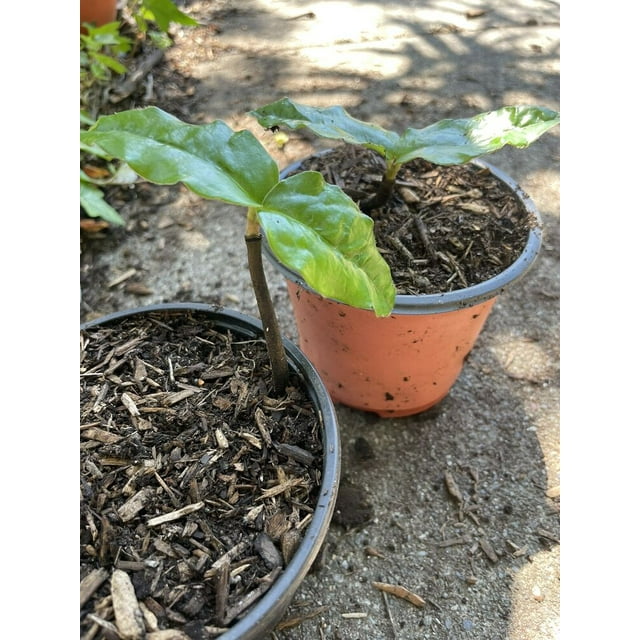 Velvet Apple Diospyros Mabolo Blancoi Bisbul Fruits Live Plant ...