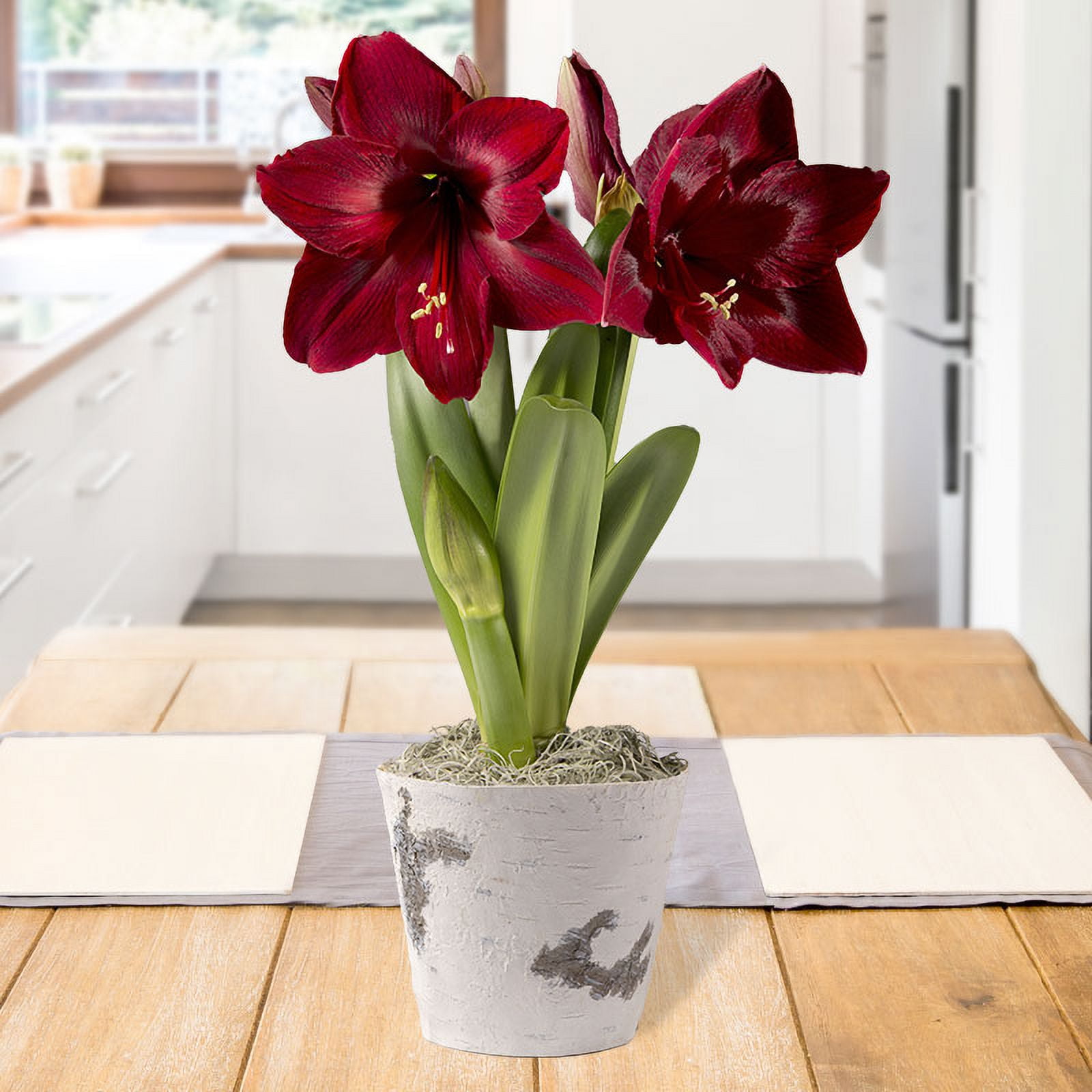 Velvet Dynamite Indoor Potted Bulb Garden - Simply Water and Flowers ...