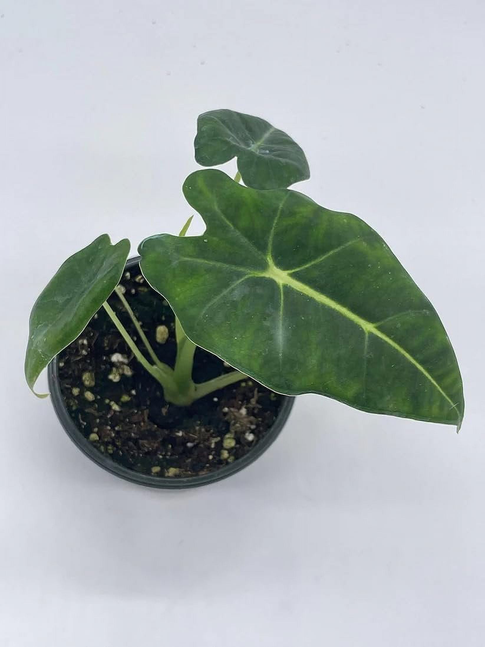 Velvet Elvis Alocasia - Live Plant in a 4 Inch Pot - Alocasia - Florist ...