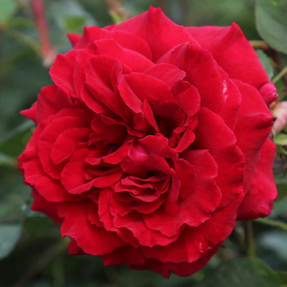 Velvet Fragrance Hybrid Tea Rose by Heirloom Roses - Live Red Rose Bush ...
