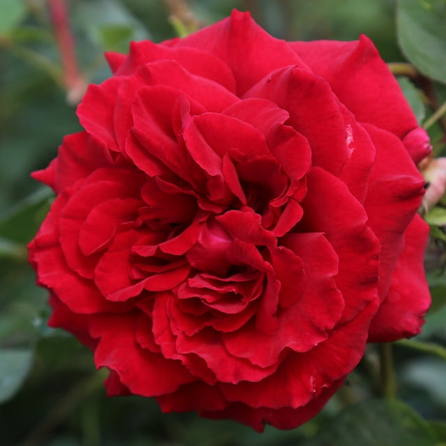 Velvet Fragrance Hybrid Tea Rose by Heirloom Roses - Live Red Rose Bush ...