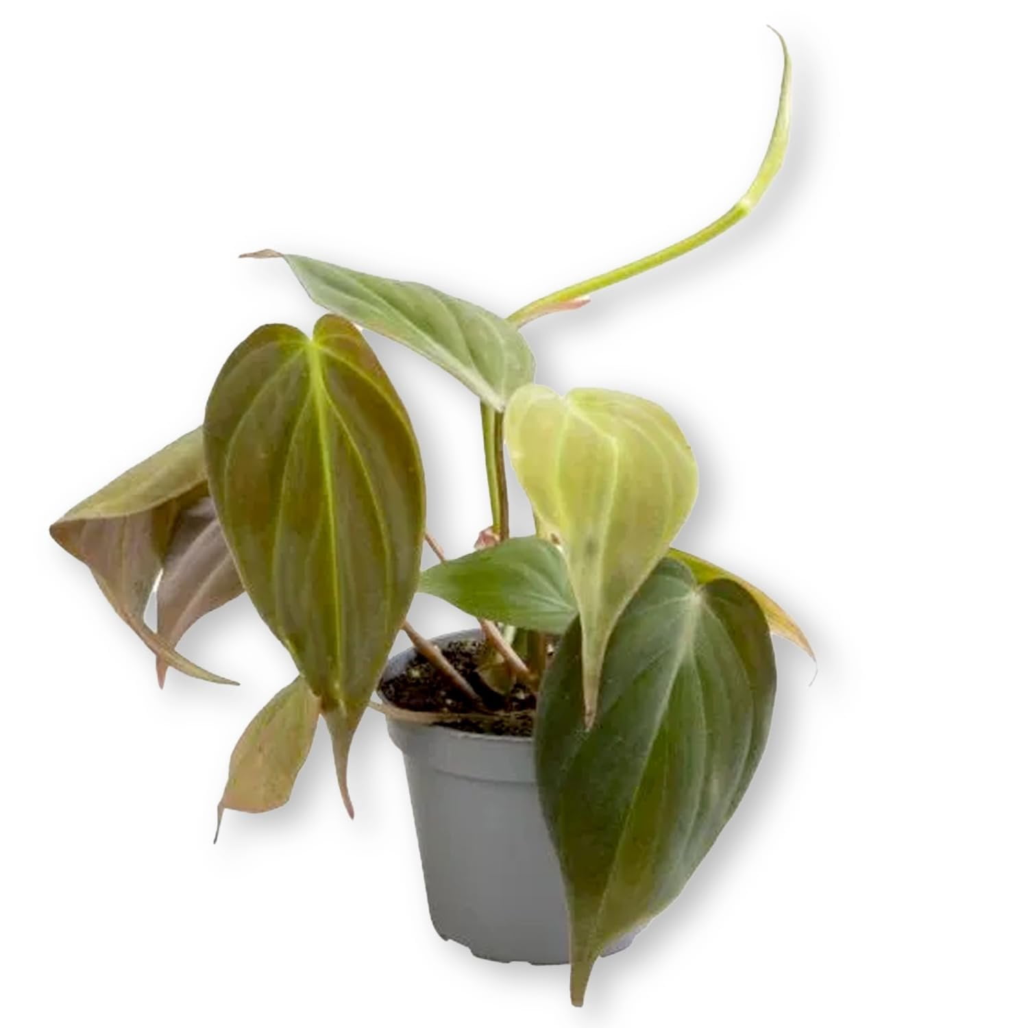 Velvet Leaf Philodendron Micans - Live Plant in a 6 Inch Growers Pot ...