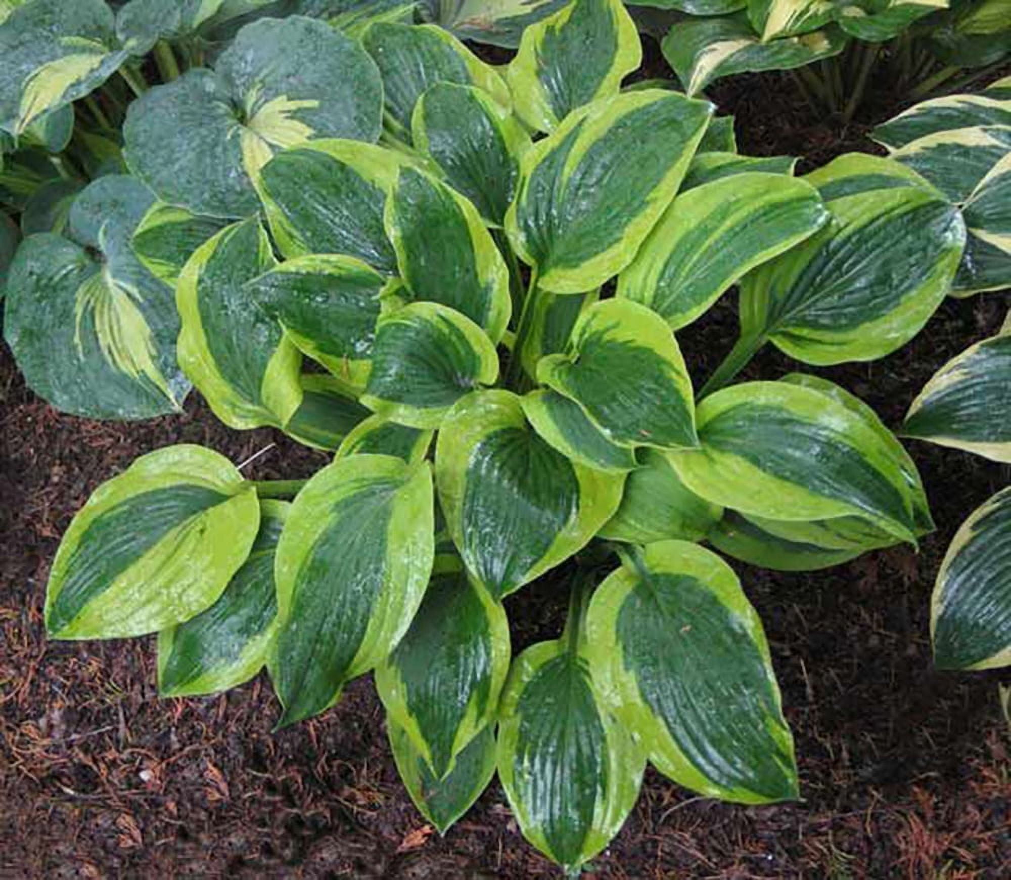 Velvet Moon Hosta - 4" Pot - New - Thick Golden Yellow Edges - Walmart.com
