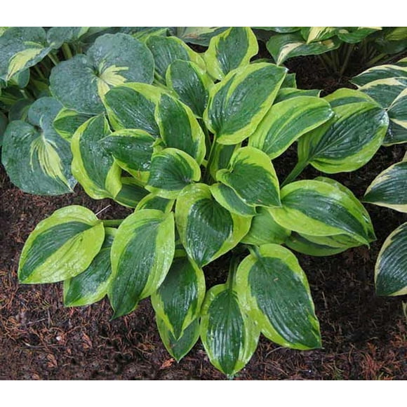 Hosta Plant