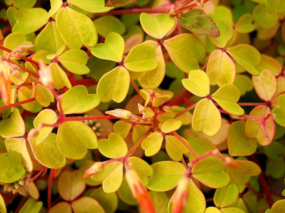 Velvet Sunset Shamrock - Oxalis - 2.5" Pot - Fairy Garden Plant or ...