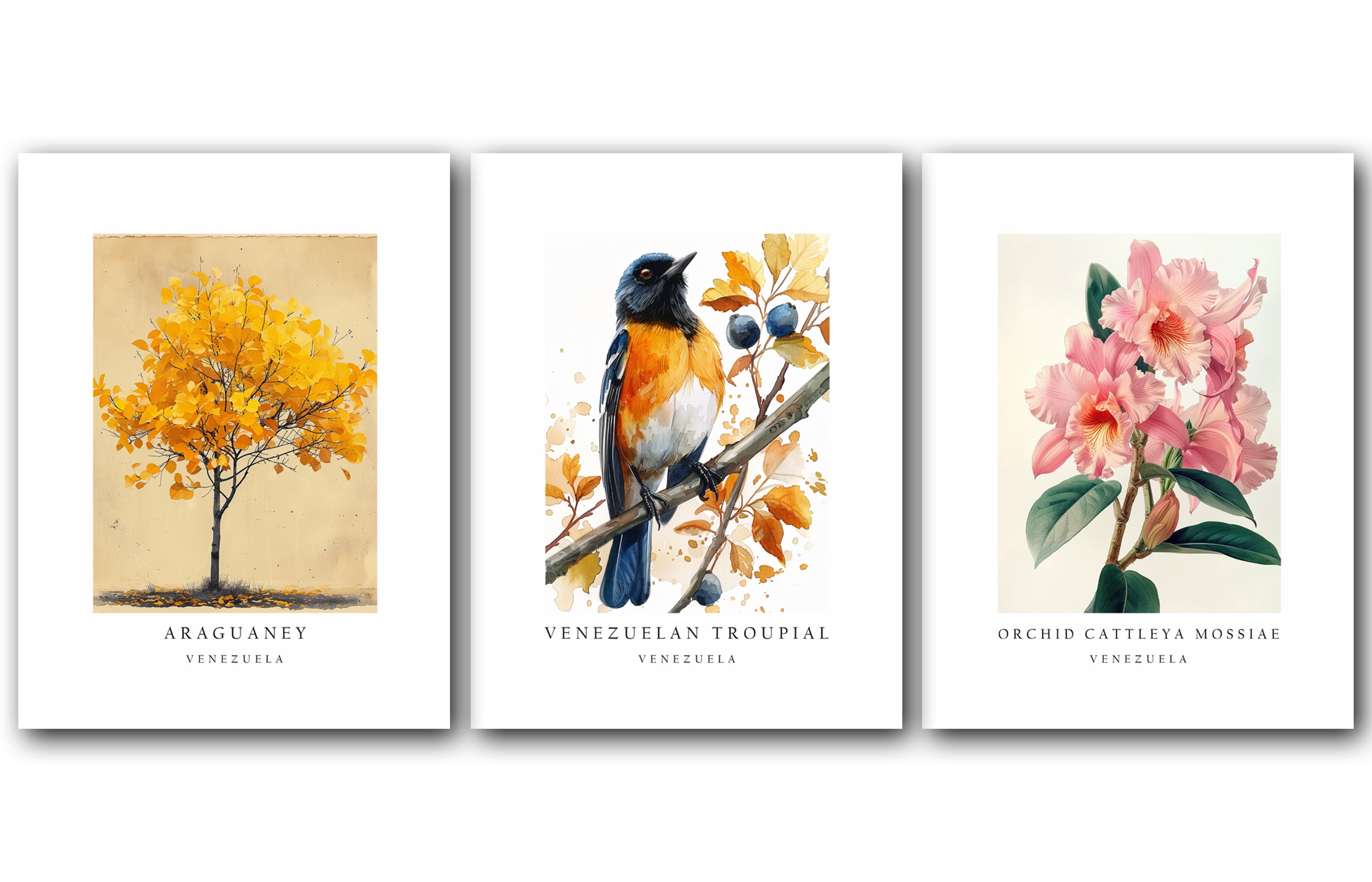 Venezuela National Symbols, The Venezuelan Troupial, Orchid Cattleya ...