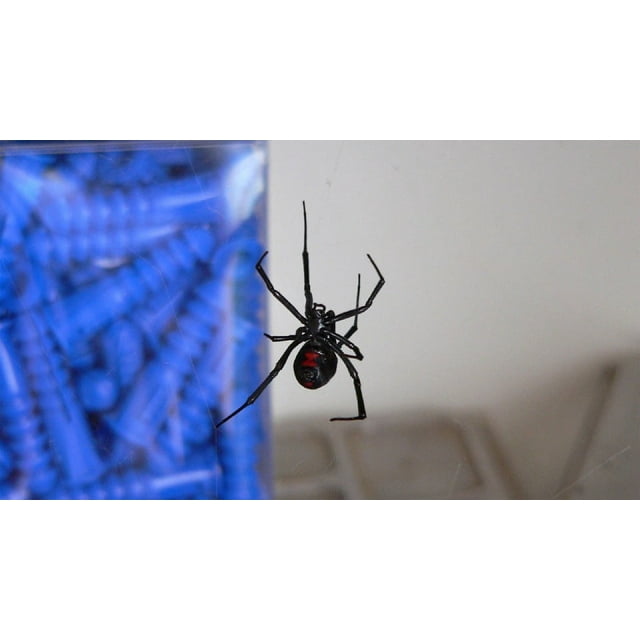 Venomous Danger Black Widow Poisonous Spider - Laminated Poster Print ...