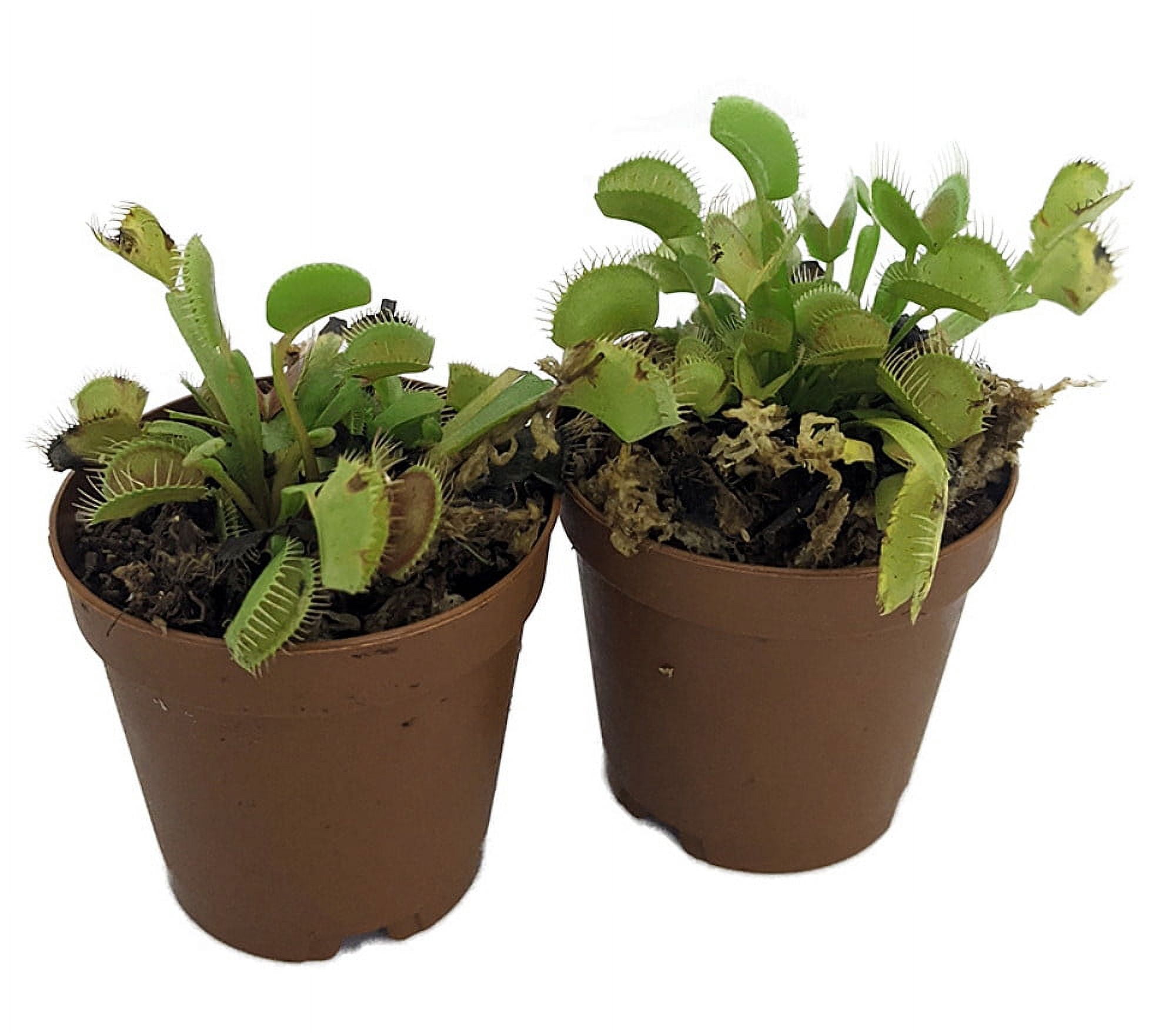 "Venus Fly Trap Plant - 2 Live Carnivorous Plants in 2"" Pots for ...