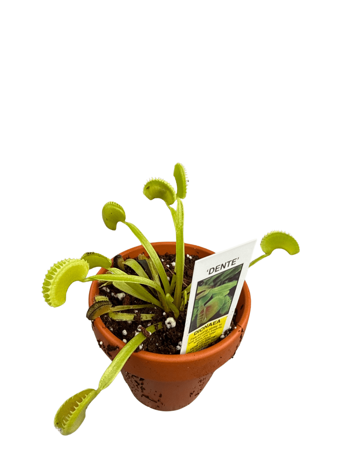 Venus Fly Trap Plant - CARNIVOROUS - 3" Clay Pot - Dionaea muscipula ...