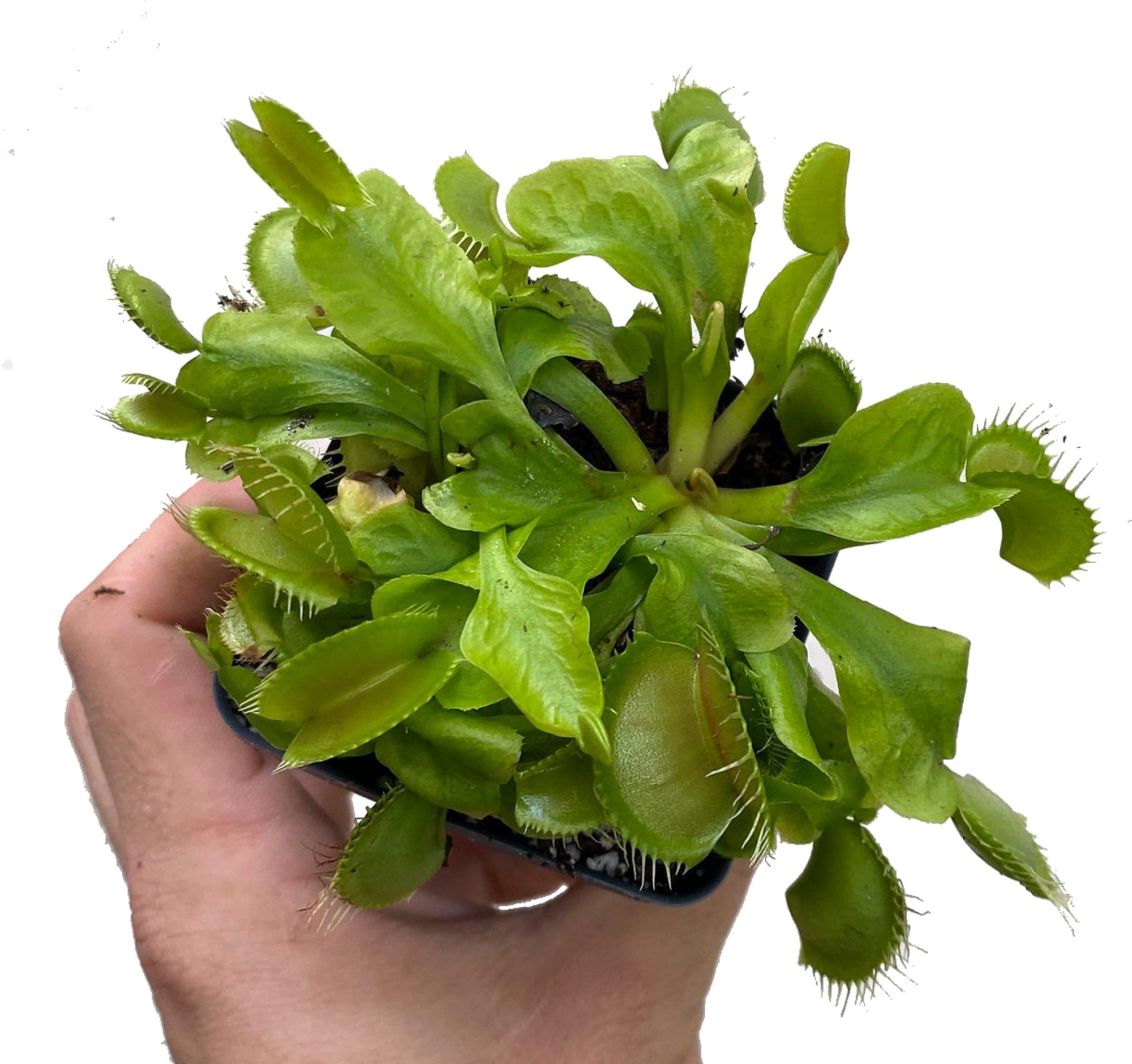 "Venus Fly Trap Plant - Carnivorous Dionaea in 3"" Pot for Garden ...