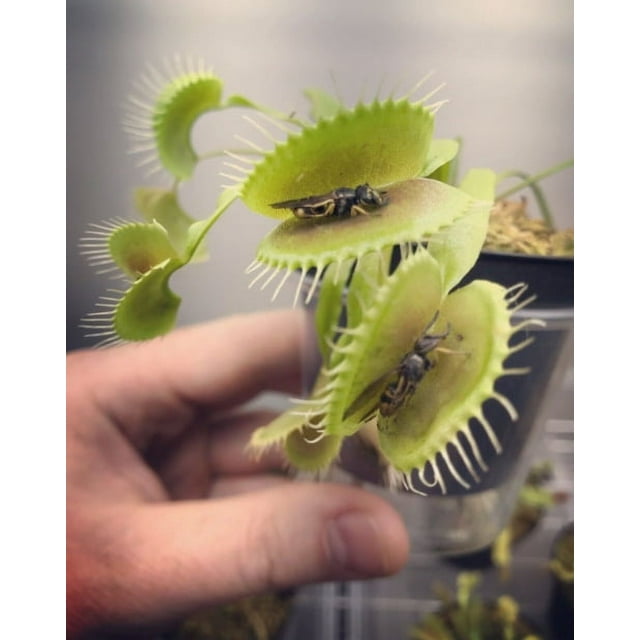 Venus Fly Trap Plant Live Easy Care Soil + Potted Venus Flytrap Grown Carnivorous Dionaea ...