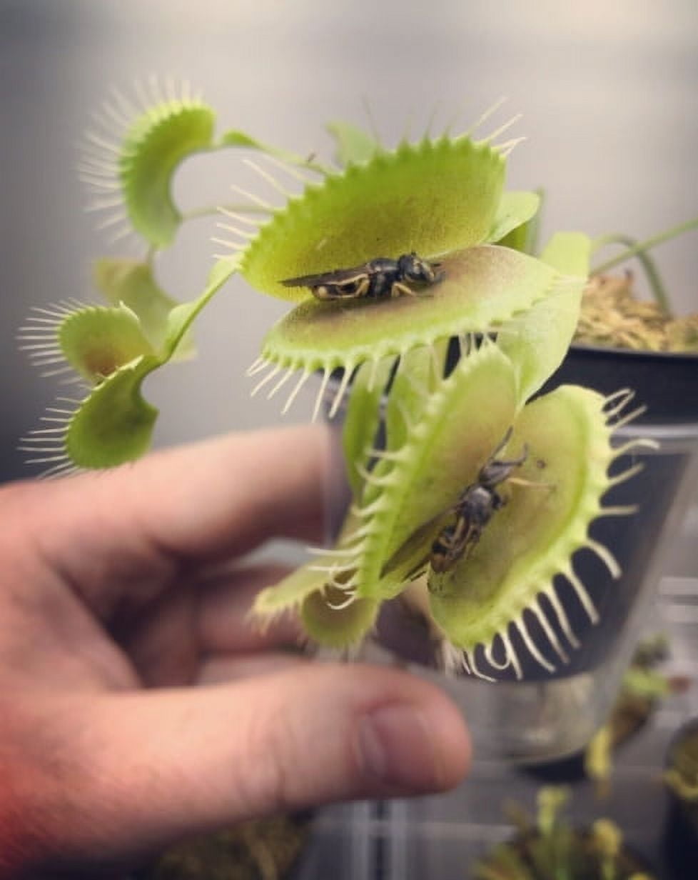 Venus Fly Trap Plant Live Easy Care Soil + Potted Venus Flytrap Grown Carnivorous Dionaea ...