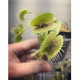 Venus Fly Trap Plant Live Easy Care Soil + Potted Venus Flytrap Grown Carnivorous Dionaea ...