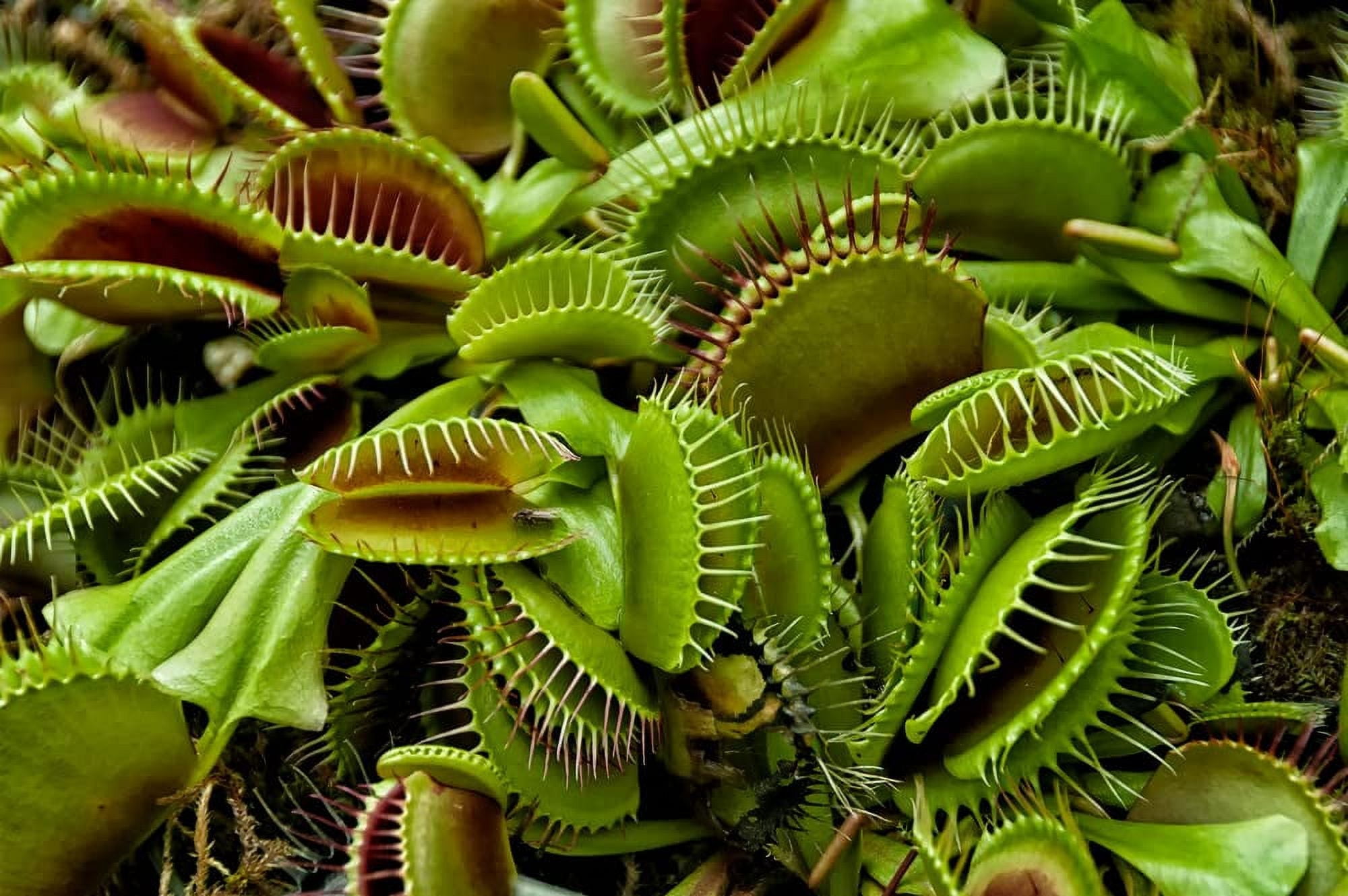 Venus Fly Trap Seeds for Planting - 10 Seeds of Dionaea muscipula ...
