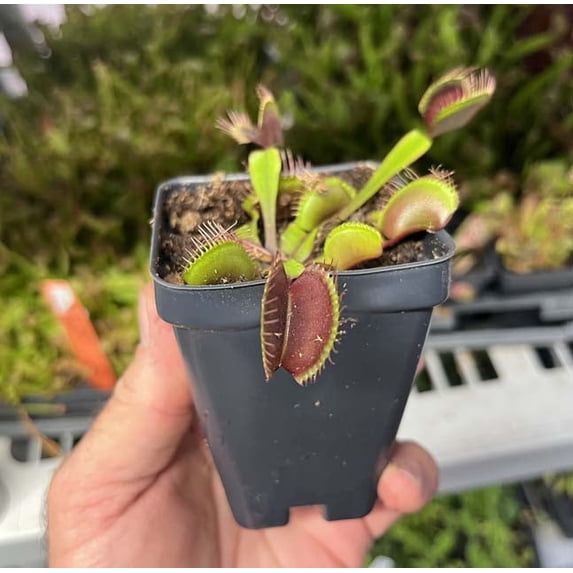 Venus Flytrap Akai Ryu - Red Dragon Venus Flytrap - Live Carnivorous ...