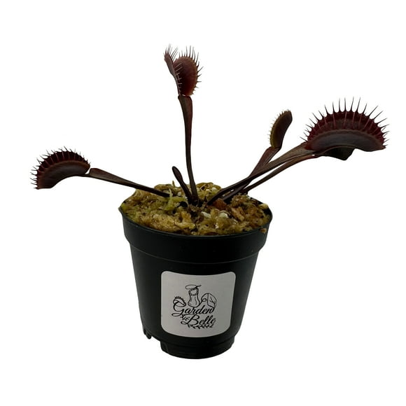 Venus Fly Trap Plants