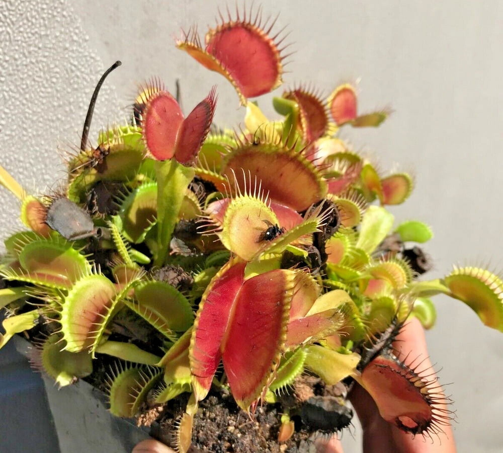 Venus Flytrap B52 Dionaea Muscipula ONE OF THE BIGGEST VARIETIES ...