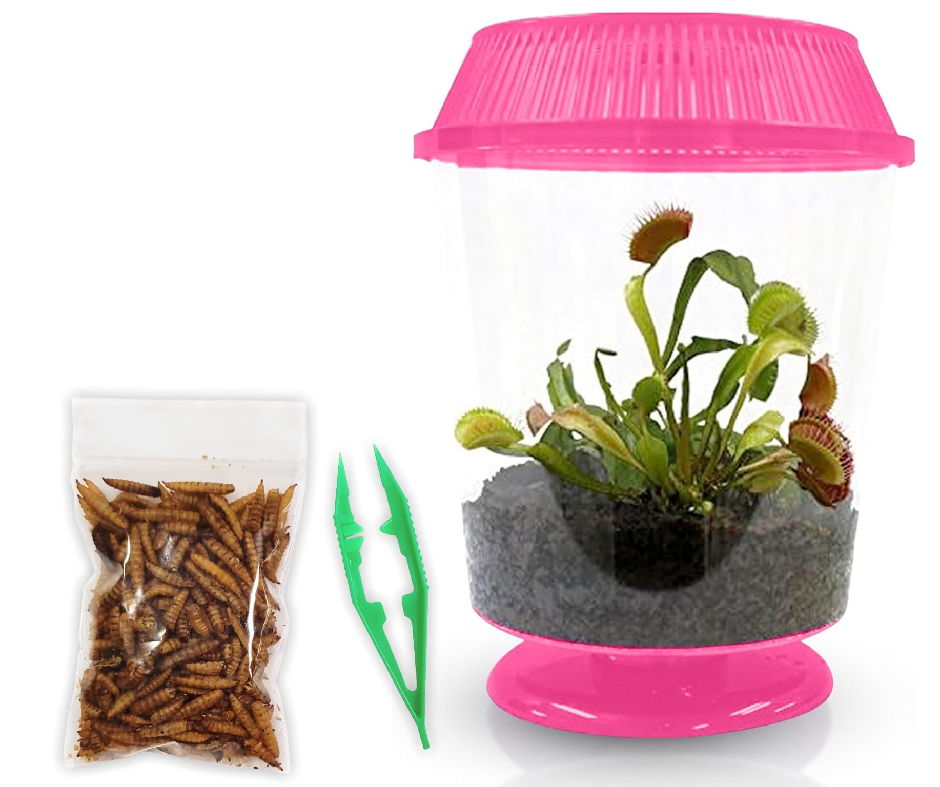 Live Venus Flytrap Kit with Carnivorous Plant Food & Tweezers in 4.5 ...