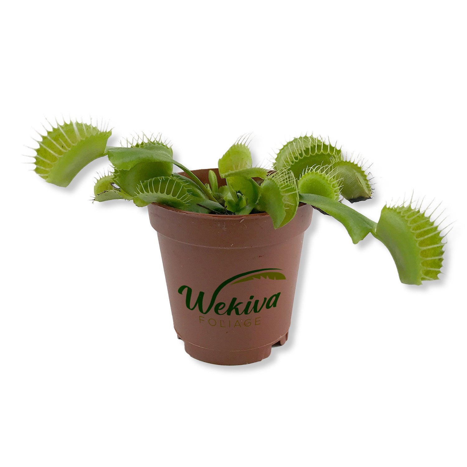 Venus Flytrap - Live Starter Plant in a 2 Inch Pot - Dionea Muscipula ...