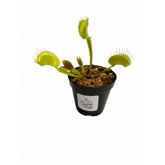 Carnivorous Plant Pot