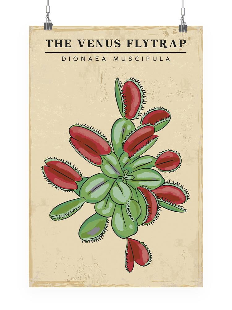 Venus Flytrap Poster - Smartprints Designs, - Walmart.com