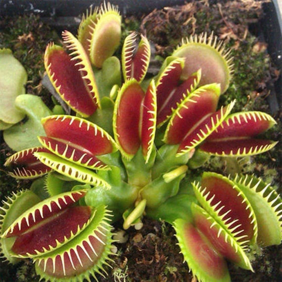 Venus Flytrap Seeds for Planting | 10 Seeds | Grow an Insect Eating ...