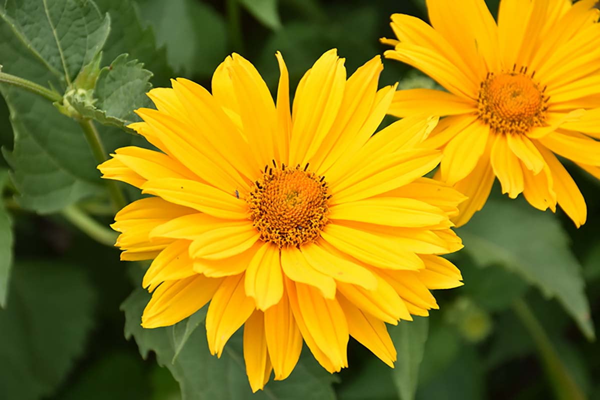Venus Heliopsis Perennial - Golden Yellow Blooms - Gallon Pot - Walmart.com