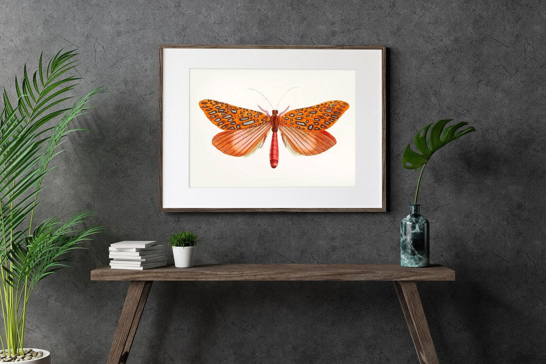 Venus Moth Illustration Vintage Insect Illustration Butterfly Print ...