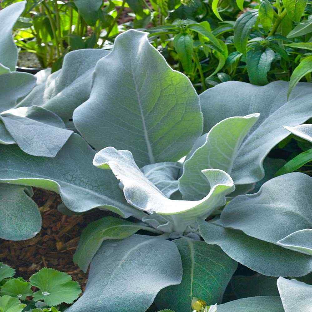 Verbascum Arctic Summer Silver Mullein Garden Flower Plant Seeds - 500 ...
