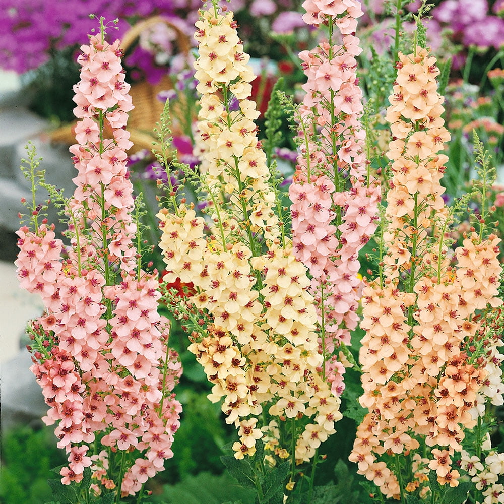 Verbascum Southern Charm Flower Seed Plant Mix - AKA Ornamental Mullein ...