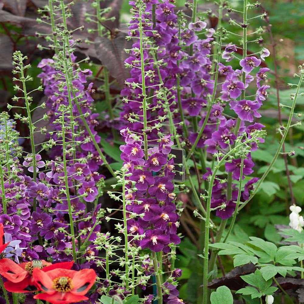 Outsidepride Verbascum phoeniceum Violetta Plant Seeds, Compact ...