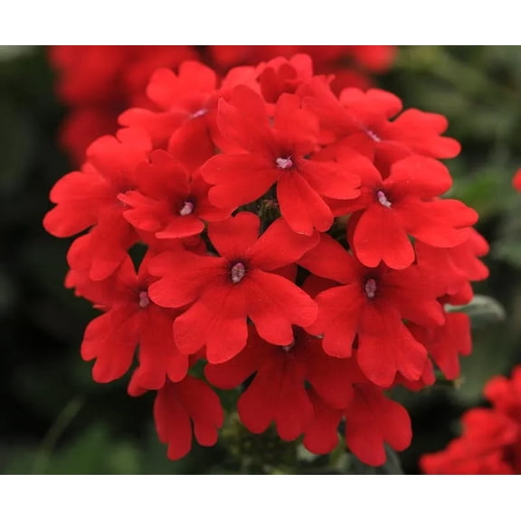 Perennial Verbena Plants and Seeds for Your Patio and Garden