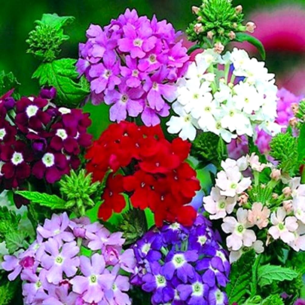 Verbena Multicolor Flower Mix DHF10 70+ Seeds for Planting Non-GMO ...