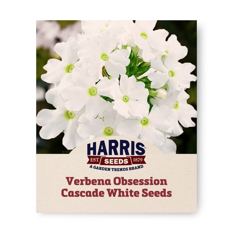 Harris Seeds - Verbena Obsession Cascade White Seeds - Annual Flowers ...