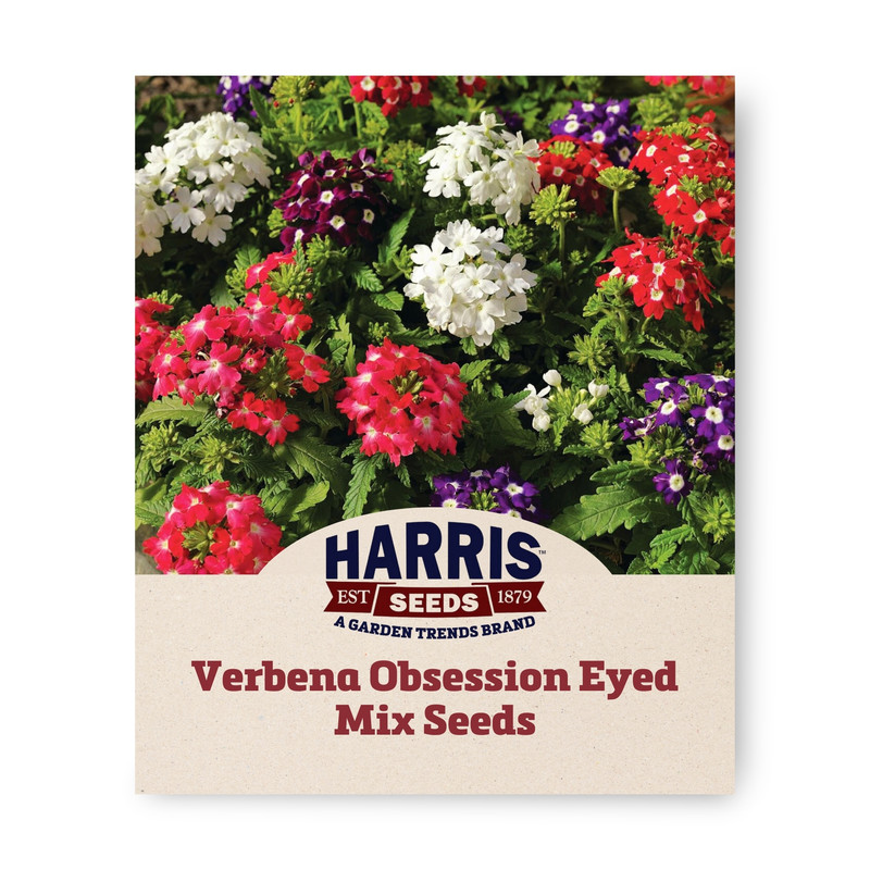 Harris Seeds - Verbena Obsession Eyed Mix Seeds - Annual Flowers - 250 ...