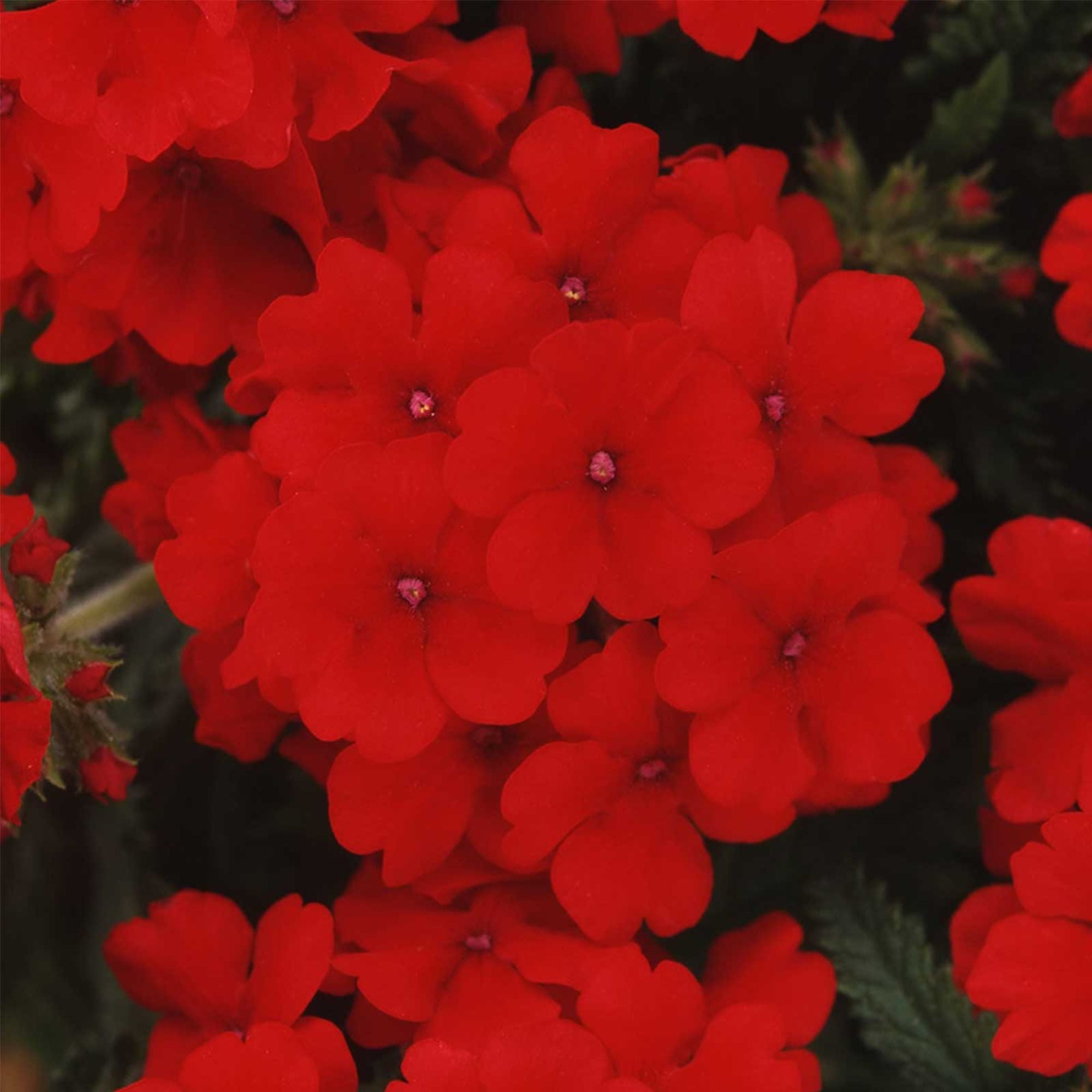 Verbena Quartz XP Series Scarlet ~25 Seeds – Dwarf 8-10" Mounding ...