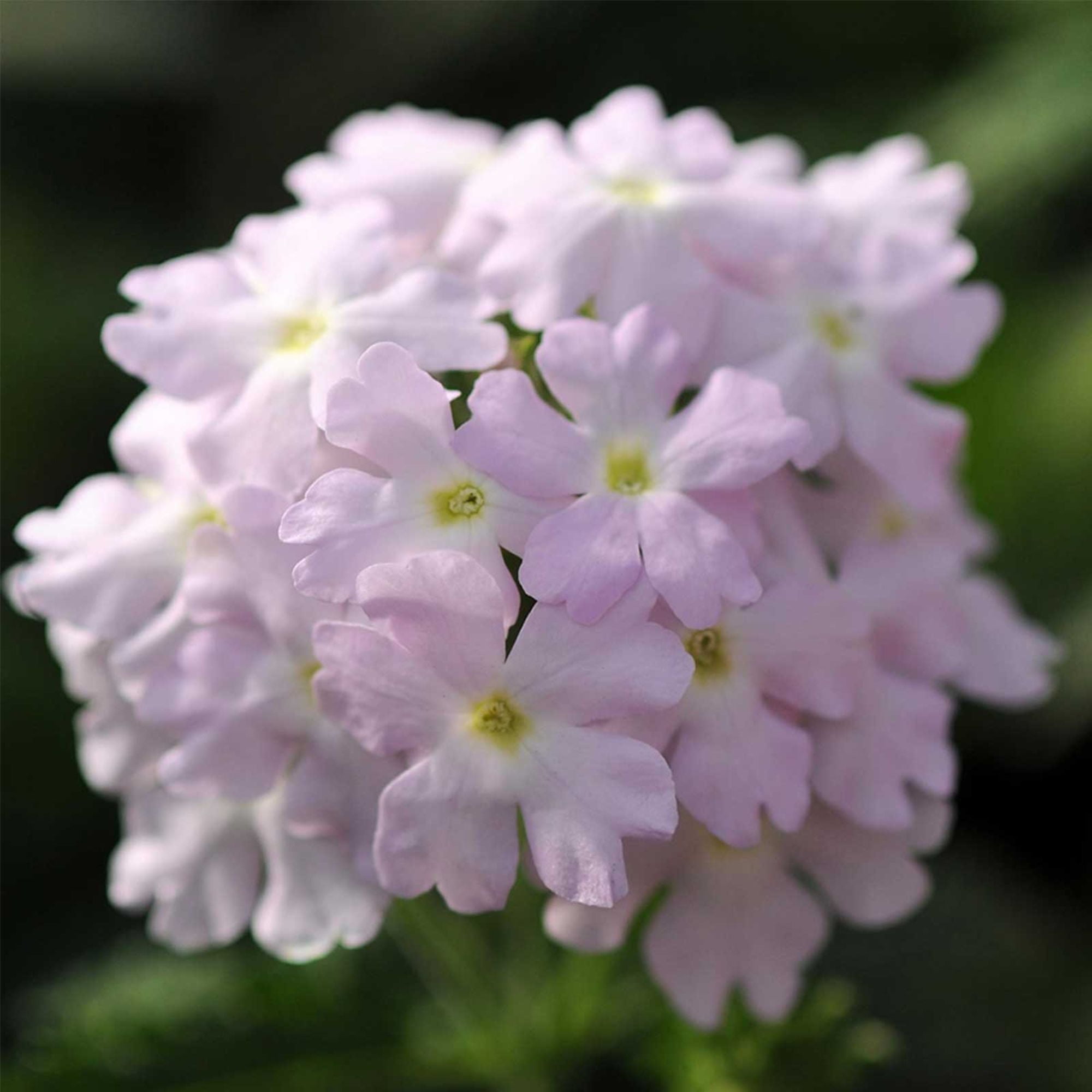 Verbena Quartz XP Series Silver ~25 Seeds – Dwarf 8-10" Mounding Plants ...