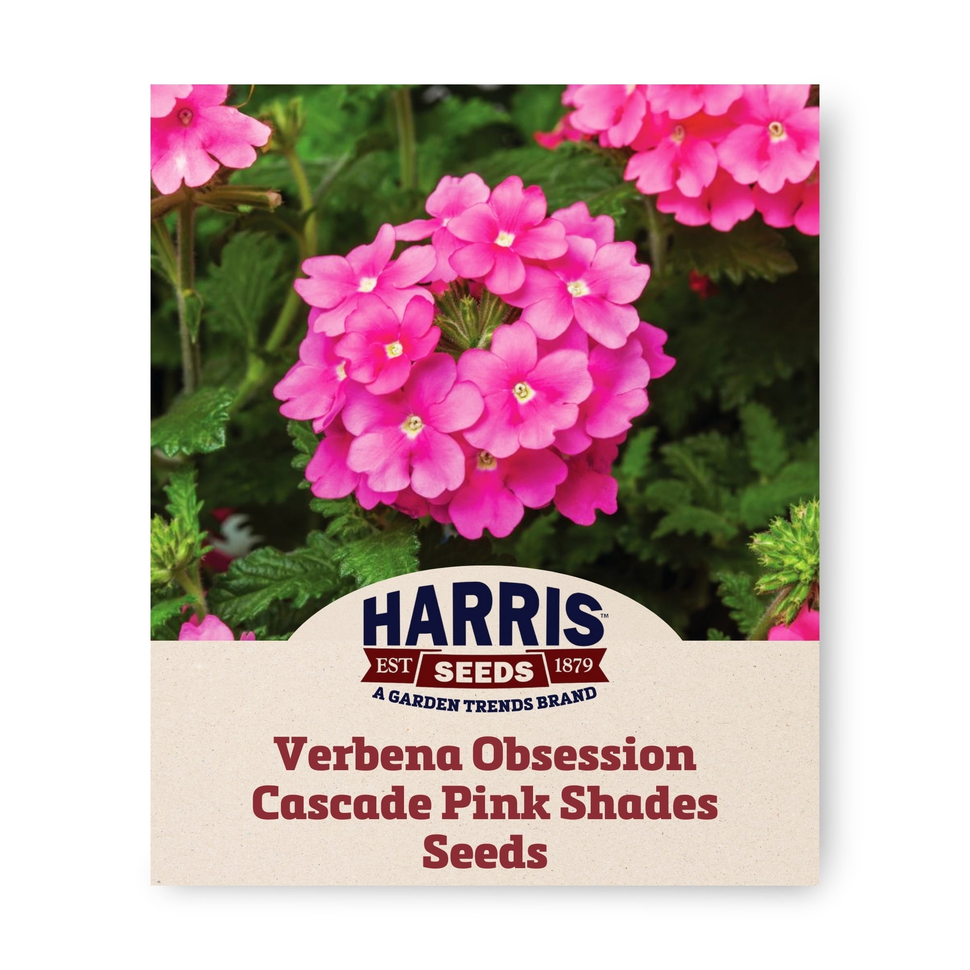 Harris Seeds - Verbena Obsession Cascade Pink Shades Variety Flower ...
