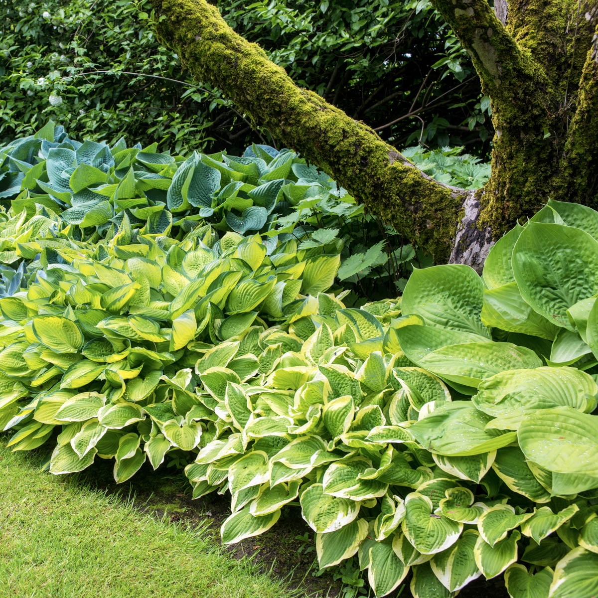 Verdant Medley Hosta Shade Loving Perennial Plant Mixture, Dormant Bare ...