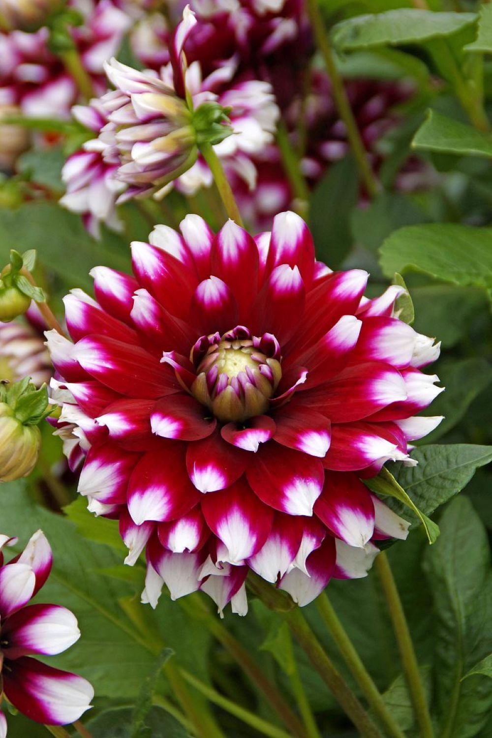 Verdi Glory Dwarf Dahlia -Dinnerplate Dahlia - #1 Size Root Clump ...
