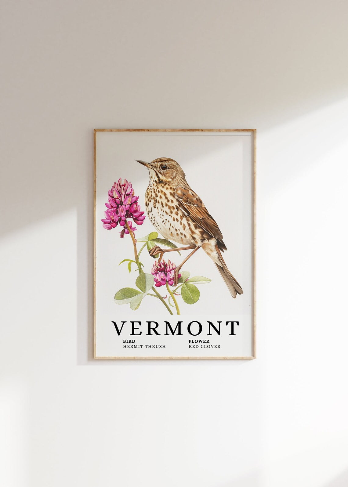 Vermont State Bird Art Poster: Hermit Thrush & Red Clover, Unframed ...