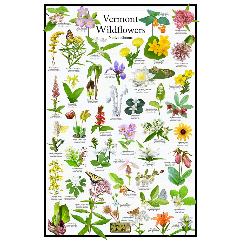 Vermont Wildflowers – Natives Blooms Poster – Vermont Flower ...