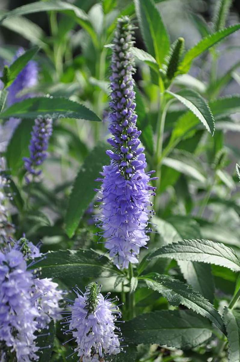 Vernique® Shining Sea Veronica Speedwell - 2.5" Pot - Walmart.com